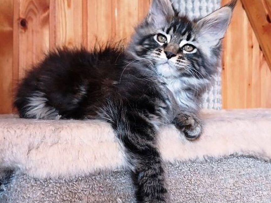 Черно-мраморная конфетка мейн-кун dior kitty