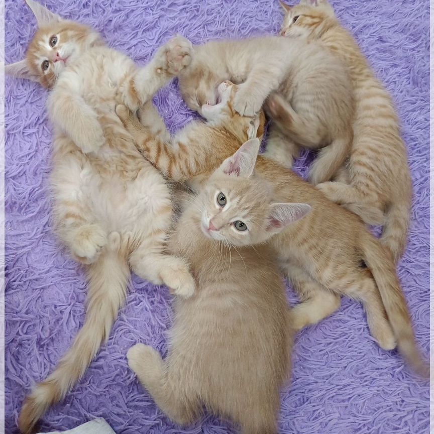 Мейн-кун котёнок