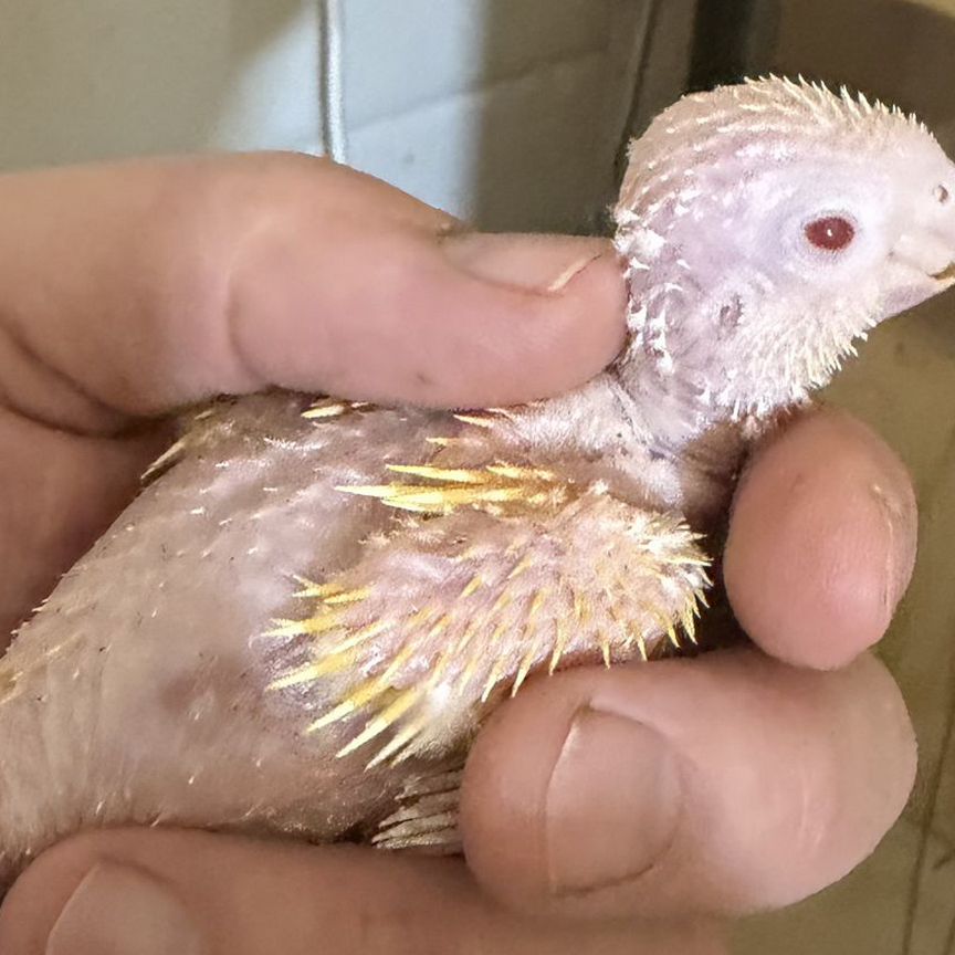 Попугай пиррура Молине лютино выкормыш