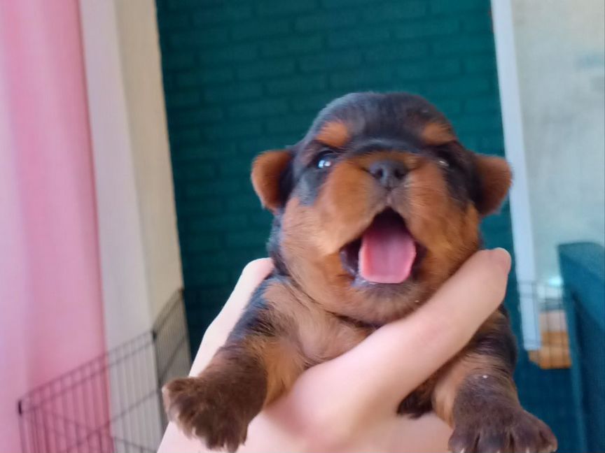 Йоркширский терьер щенки