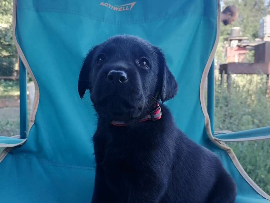 Щенки лабрадора