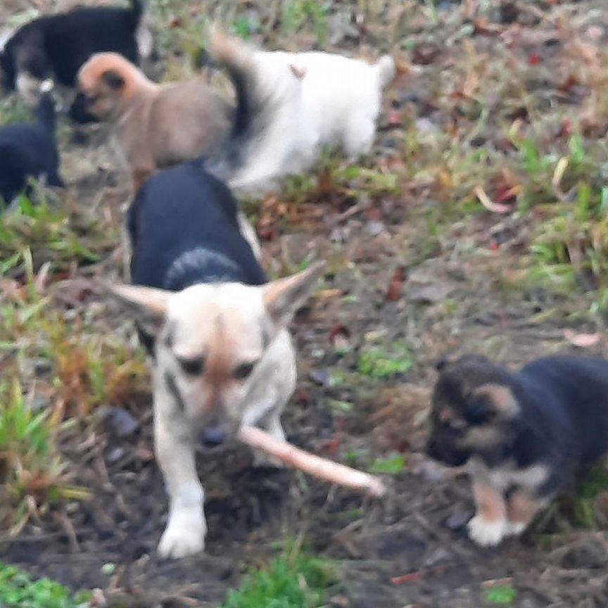 Щенки в добрые руки