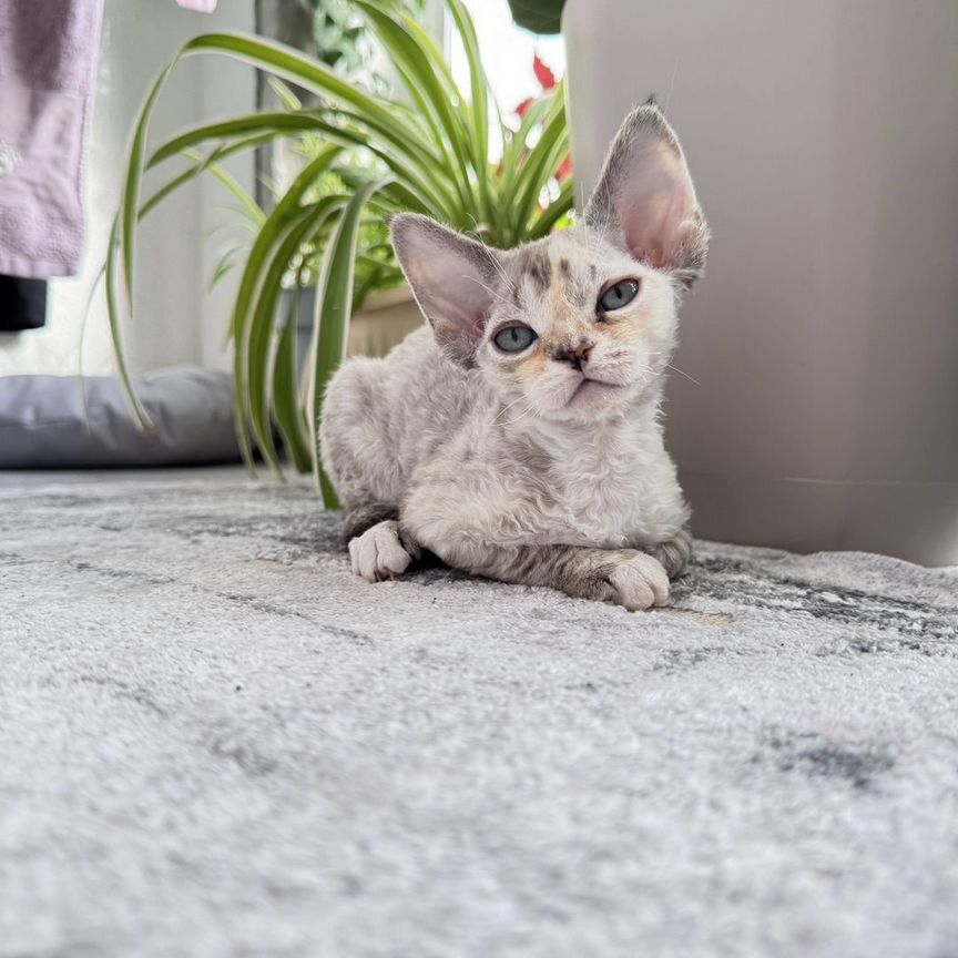 Котята девон-рекс