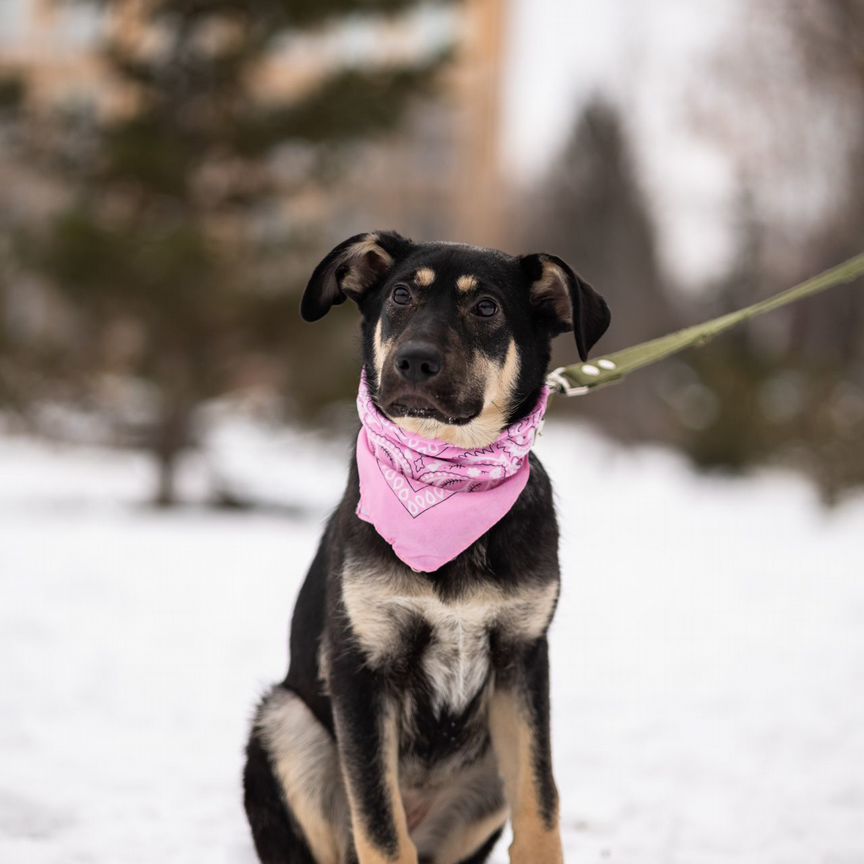 Малышка Сэди ищет дом