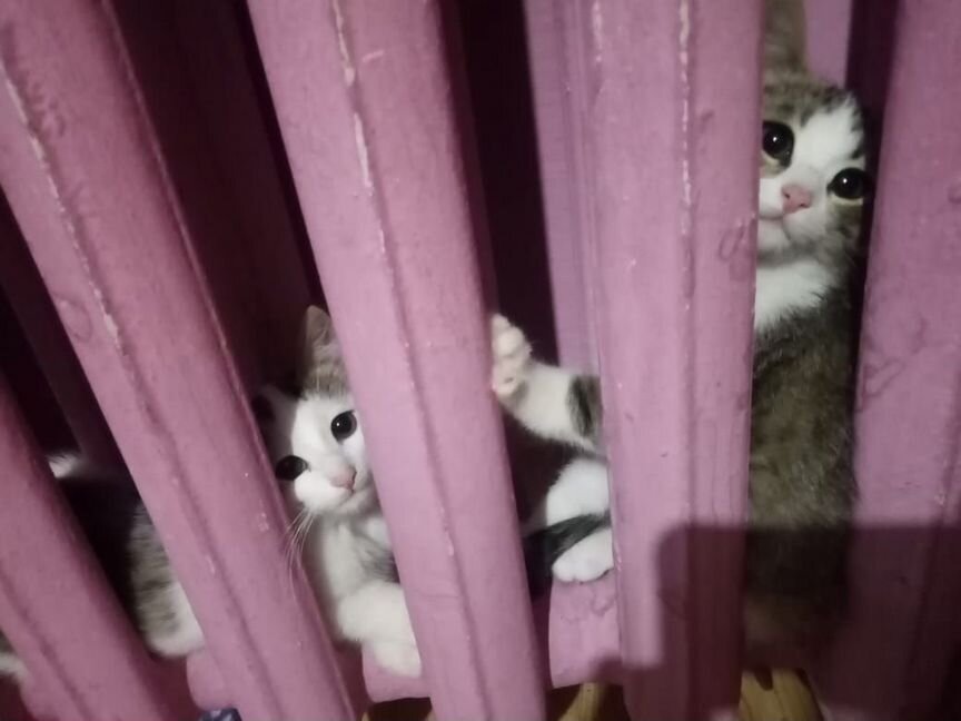 Котятки с гарантией