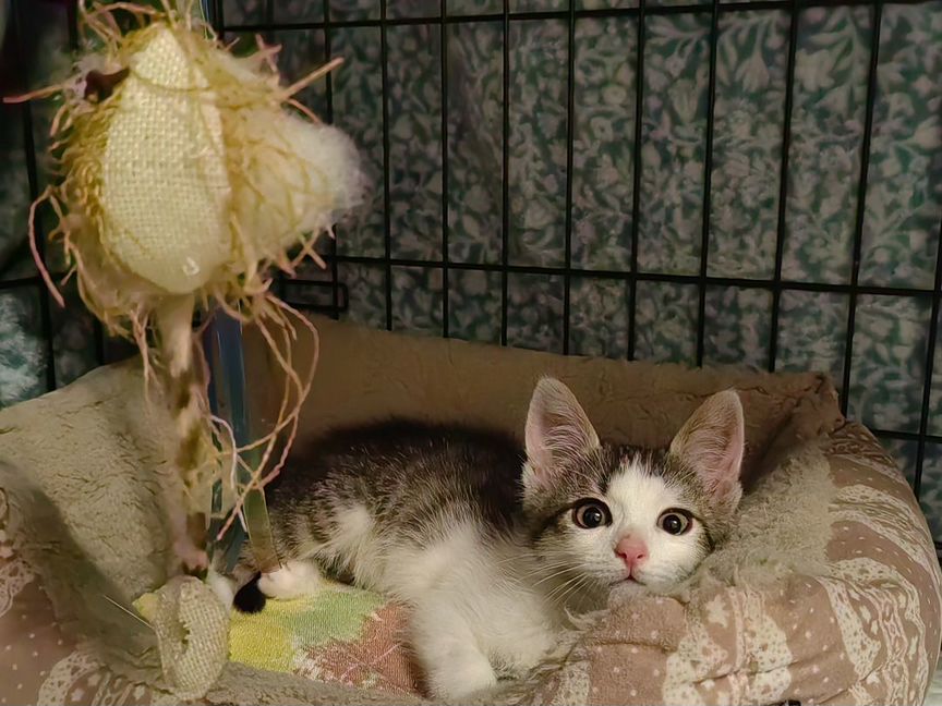 Котёнок в добрые руки