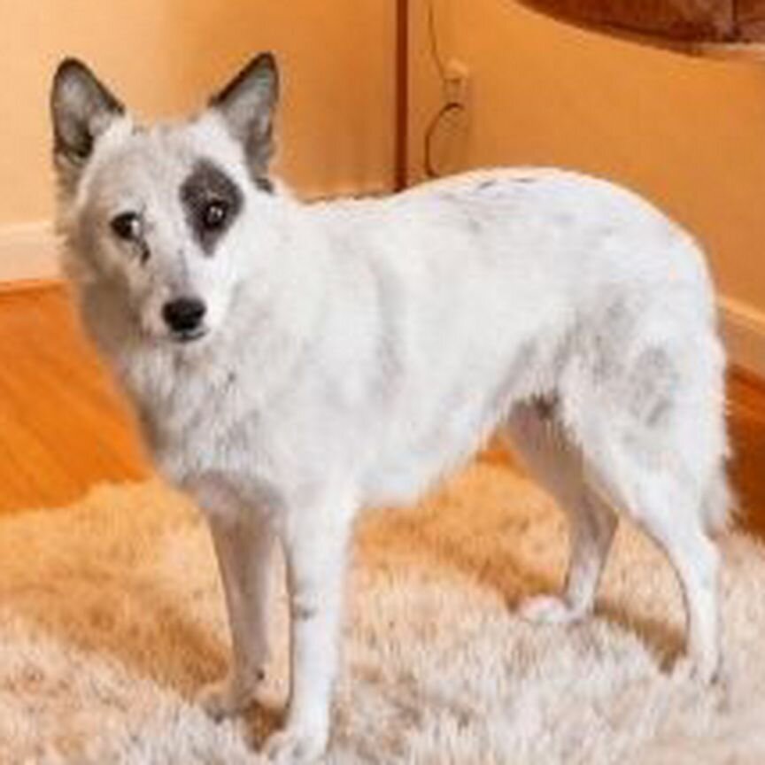 Взрослая собака в добрые руки