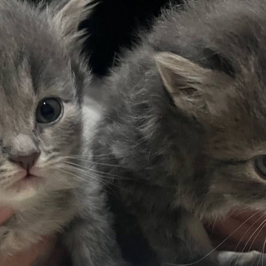 Сибирский котёнок