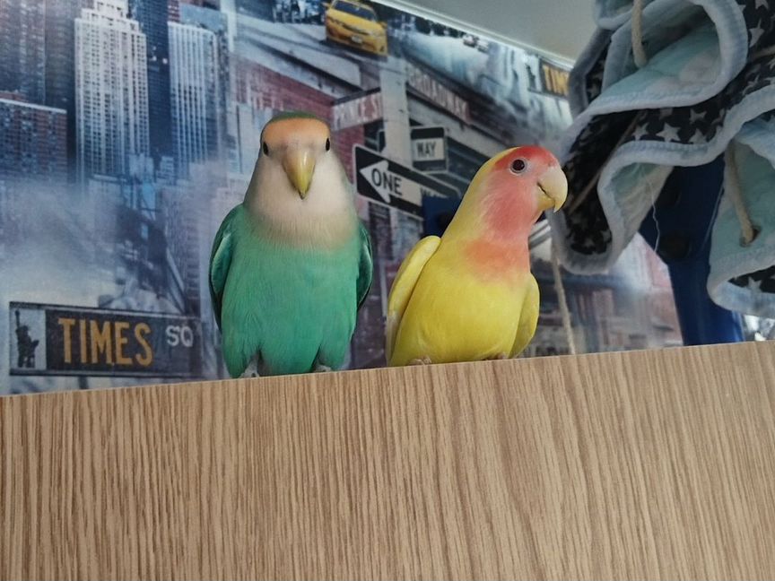 Попугай неразлучники с клеткой