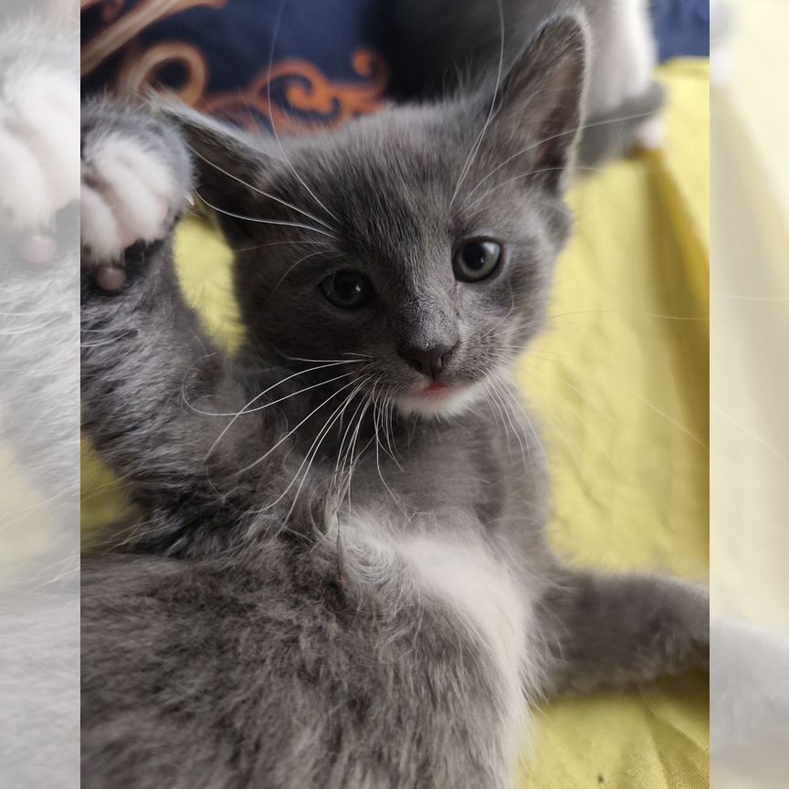 Котёнок в добрые руки