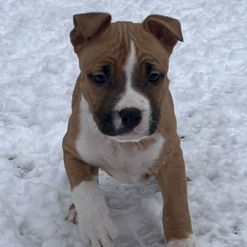 Американский стаффордширский терьер, щенок