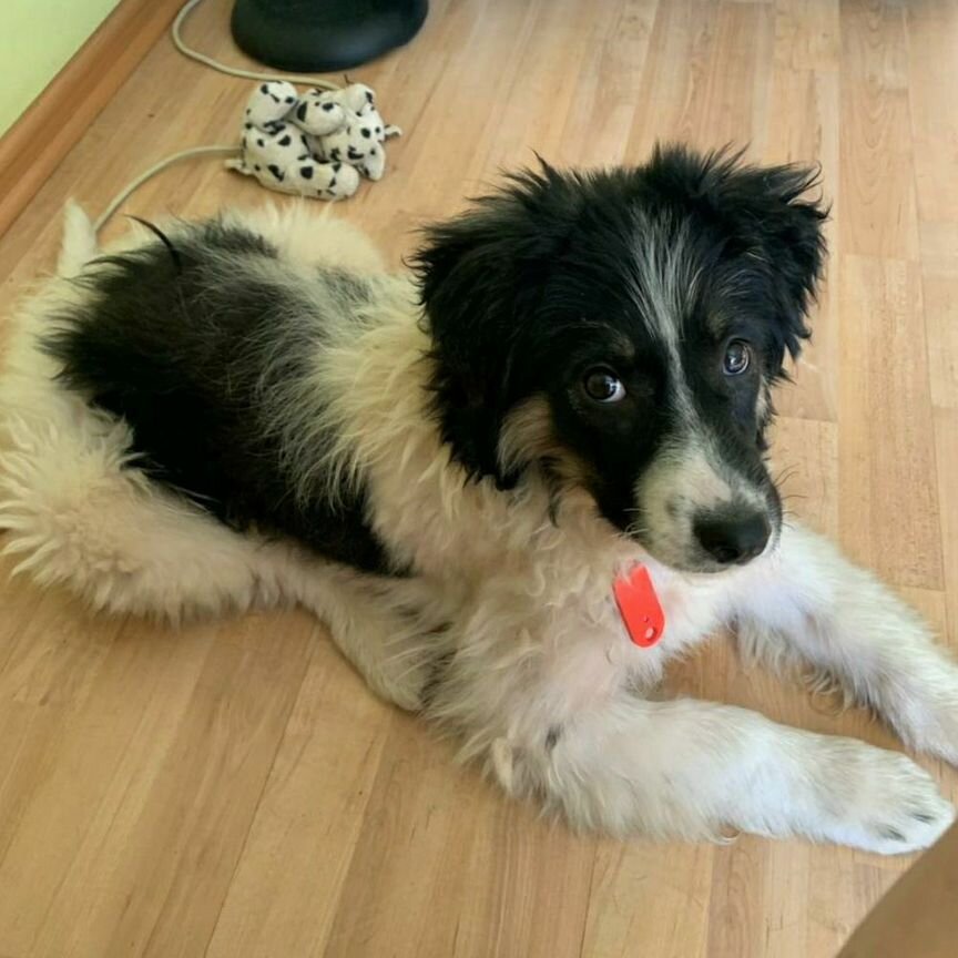 Щенок в добрые руки