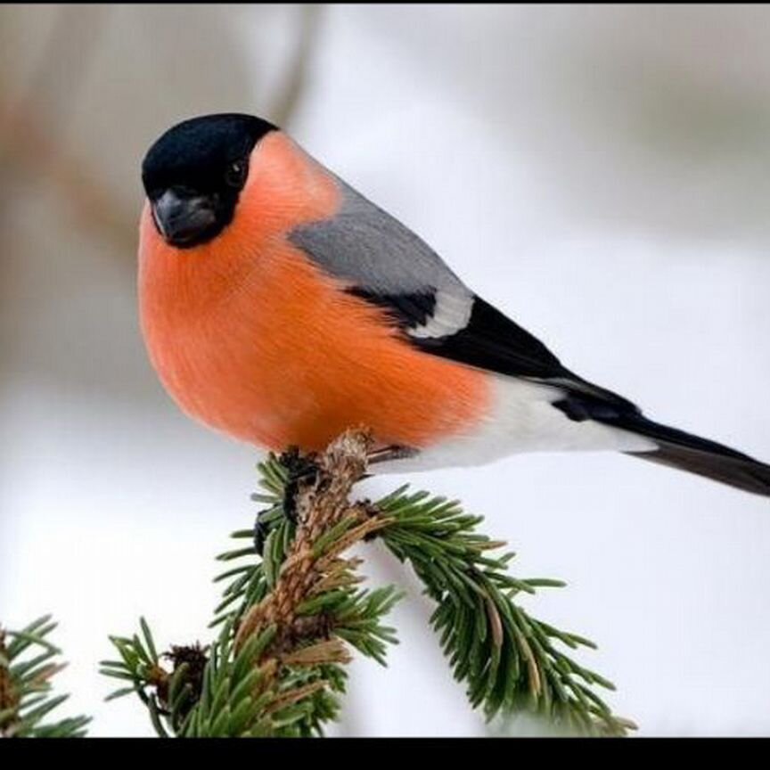 Певчие лесные птицы