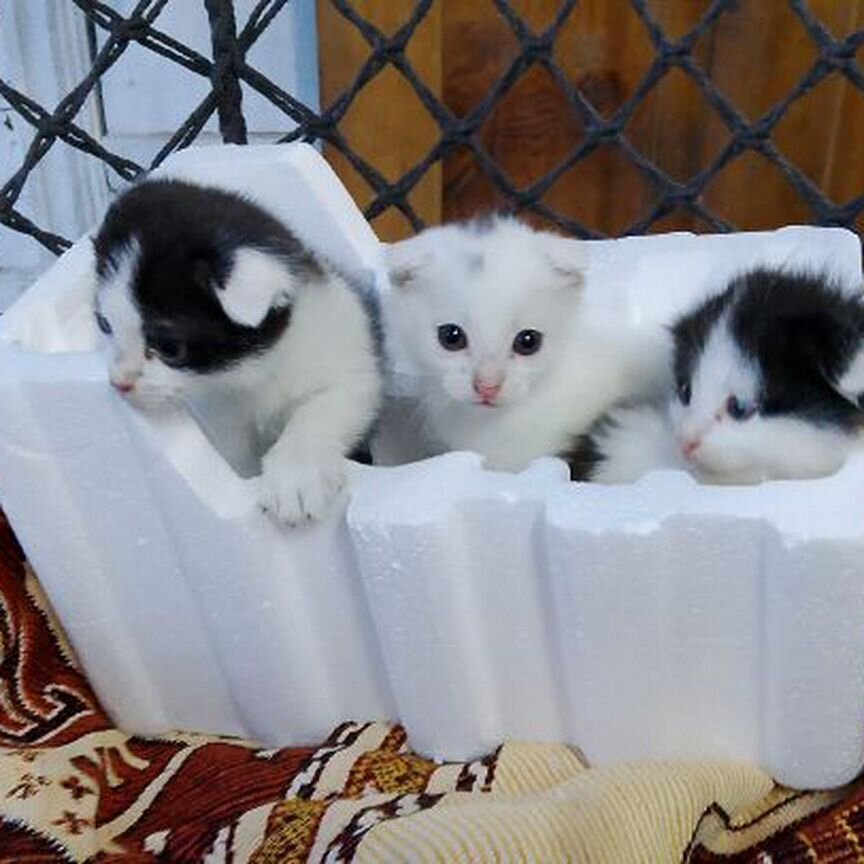 Котята вислоухие. Отдам в добрые руки