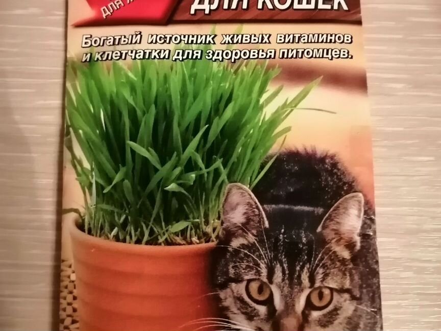 Трава для кошек