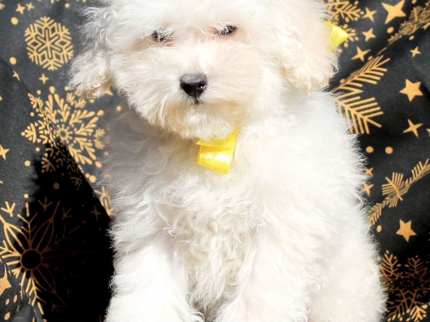 Супер девочка той пуделя РКФ