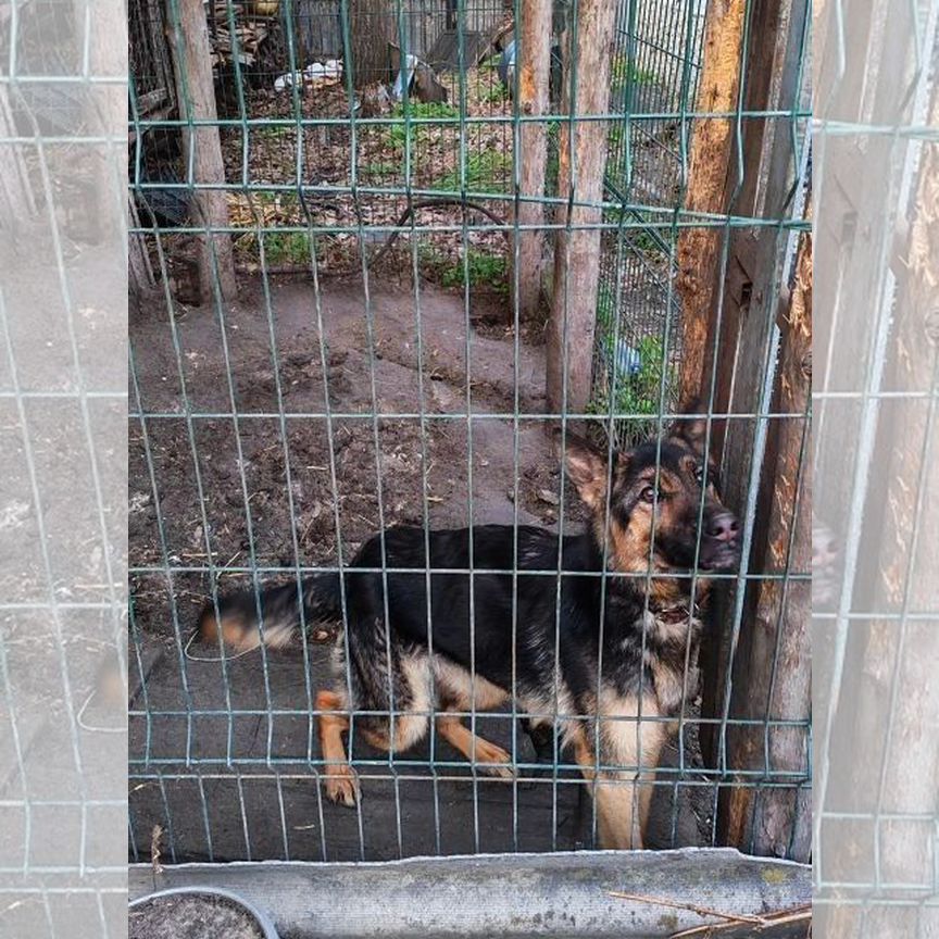 Немецкая овчарка, взрослая собака