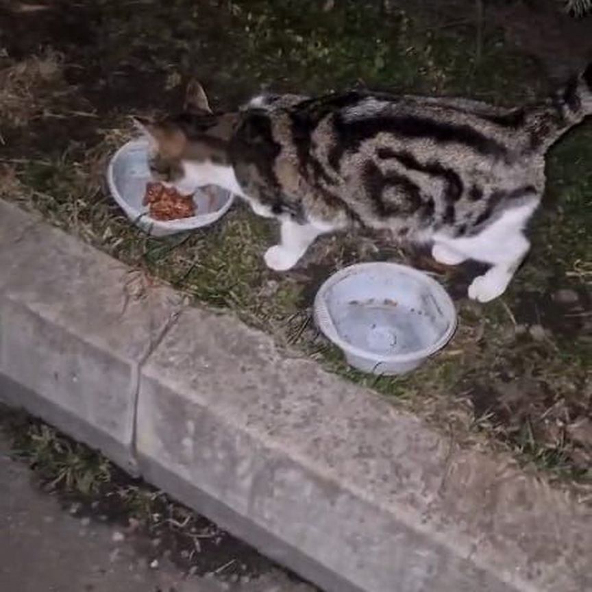 Кошечка в добрые руки
