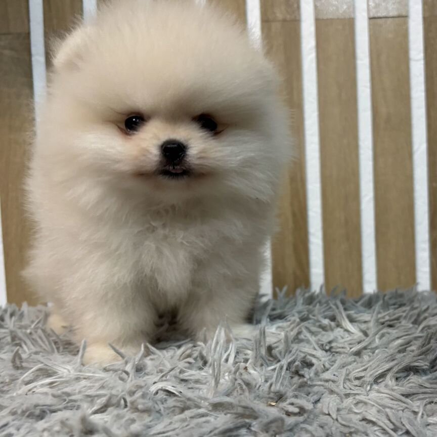 Померанский шпиц, щенок