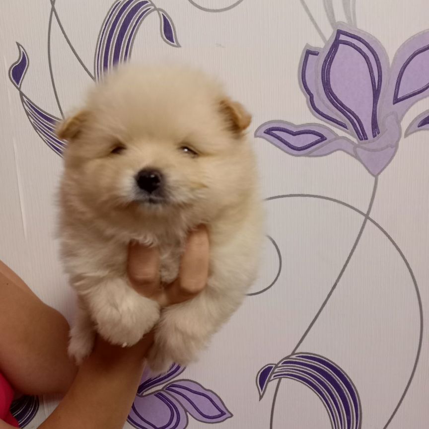 Шикарный мальчик мини шпица