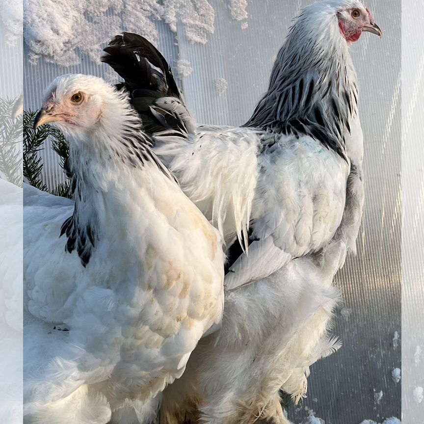 Семья Брамы колумбийской