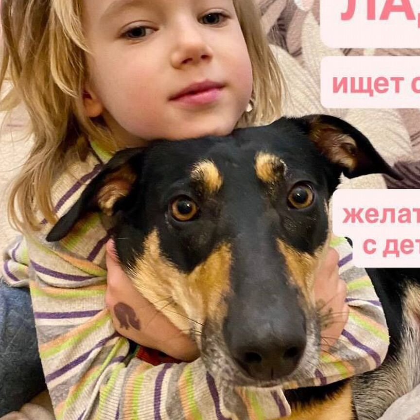 Взрослая собака в добрые руки