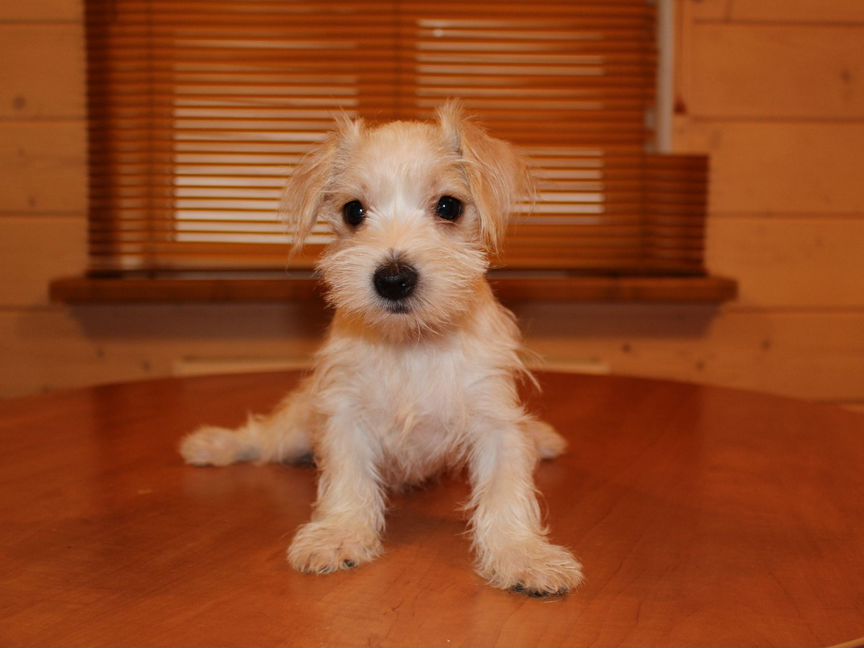 Ласковые щенки