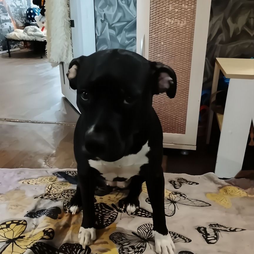 Американский стаффордширский терьер, щенок