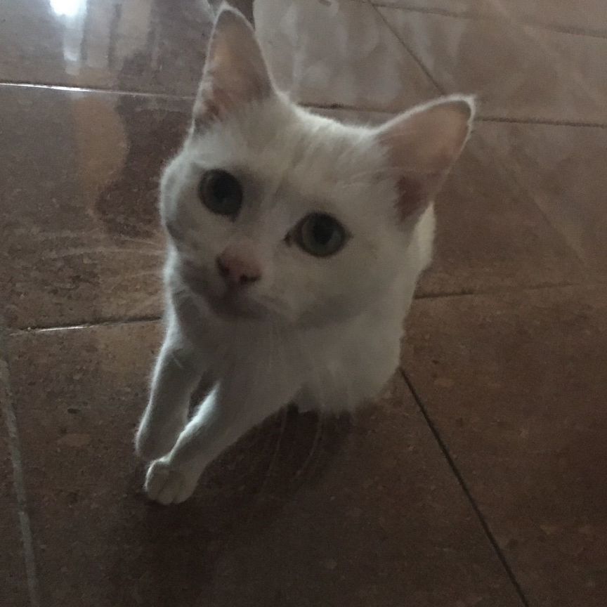 Котенок