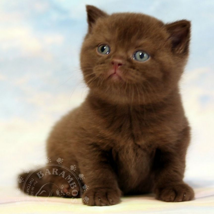 Британский короткошёрстный котёнок