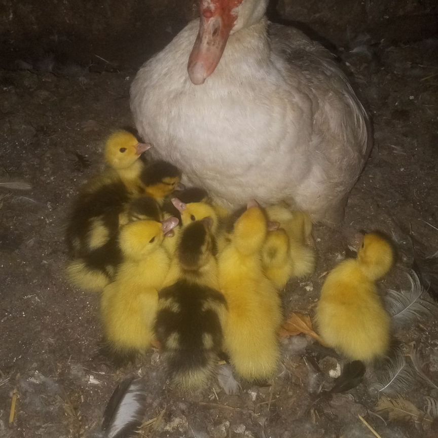 Мускусные индоутята