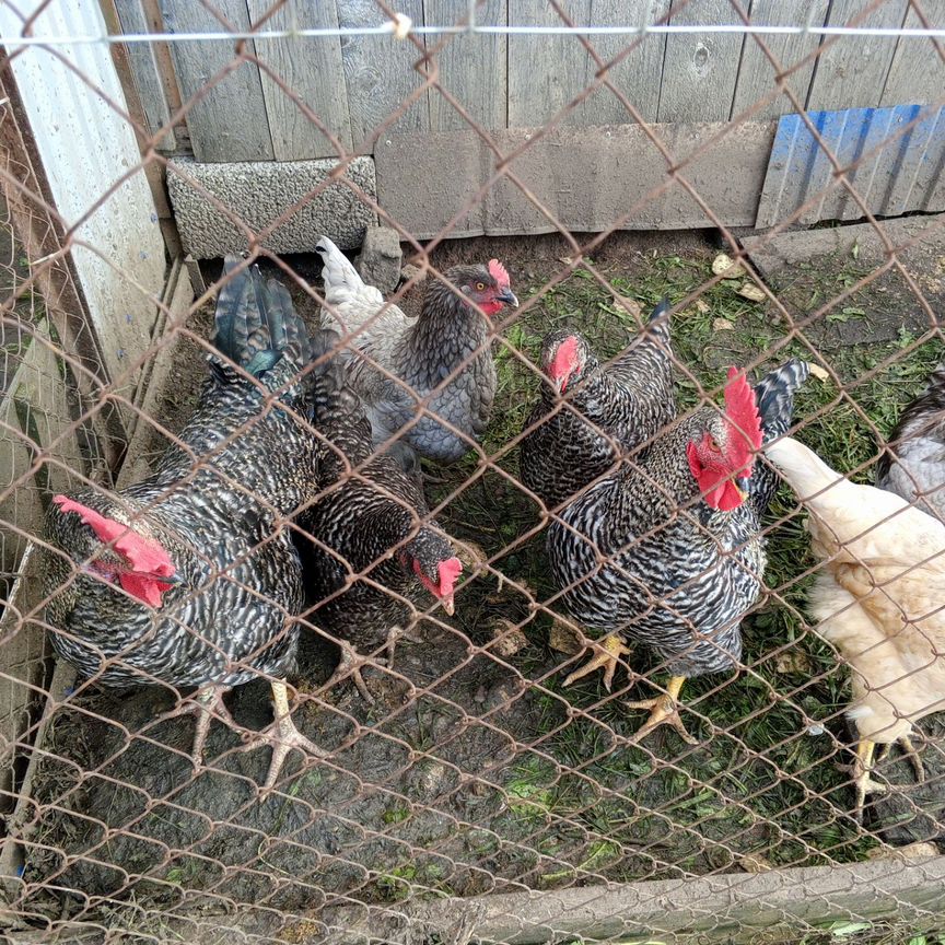 Куры несушки