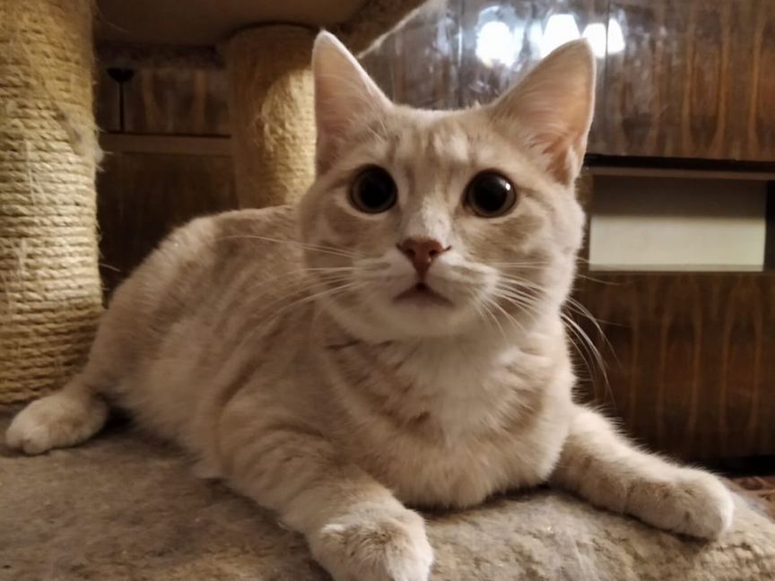 Котенок (цвет топлёное молоко или персиковый)