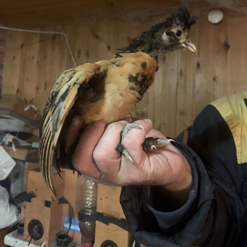 Куры павловские золото