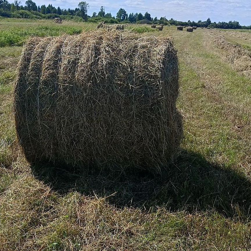 Продам сено в рулонах