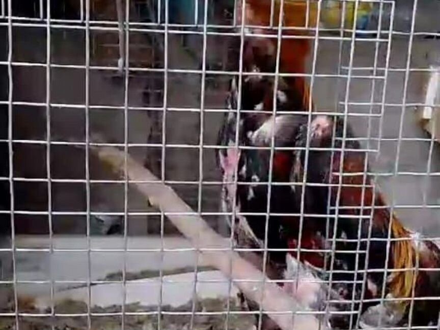 Бойцовые петухи