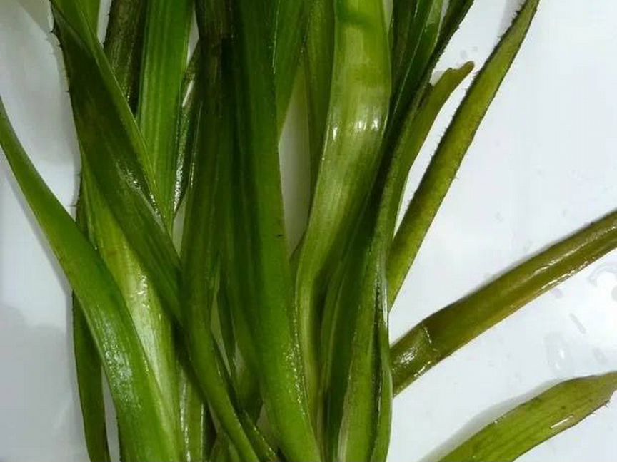 Валиснерия гигантская