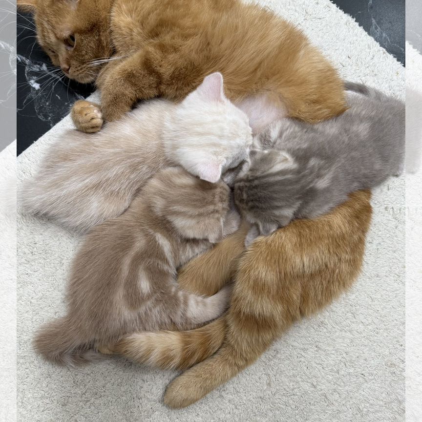 Шотландский вислоухий короткошёрстный котёнок