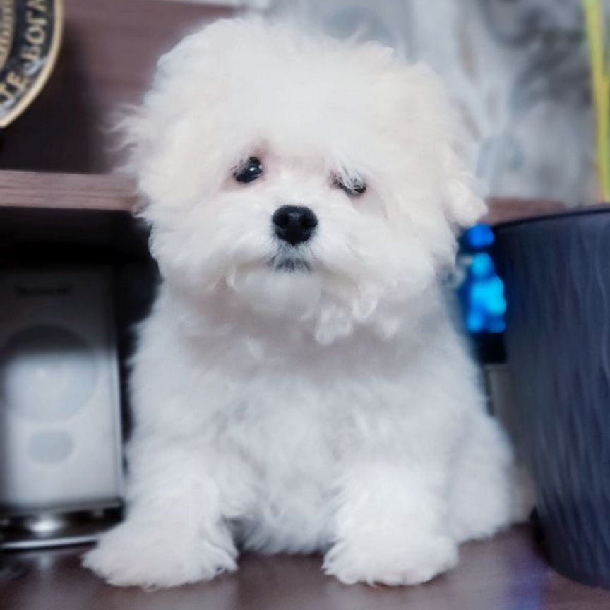 Бишон фризе, щенок