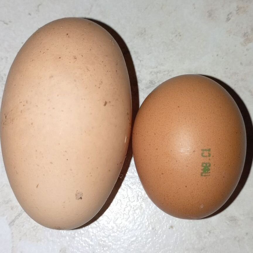 Куры несушки продам