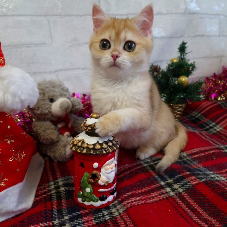 Британский котик золотая шиншилла
