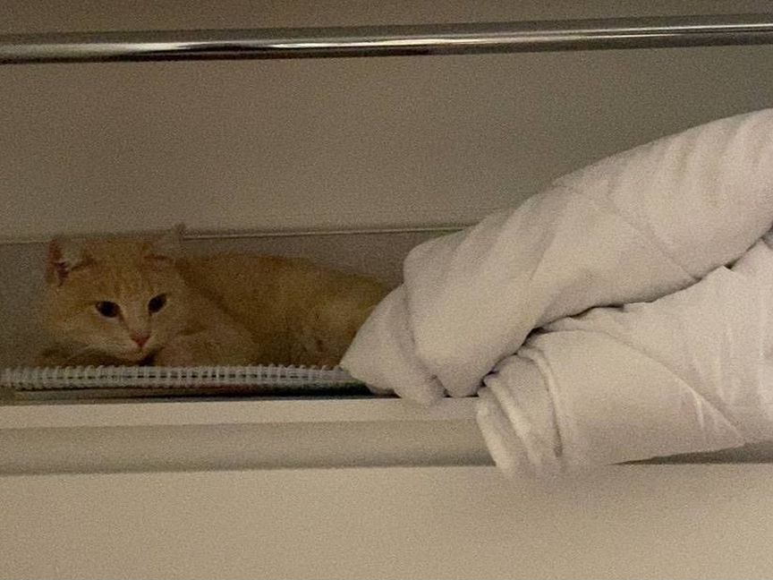 Кот рыжий ничей