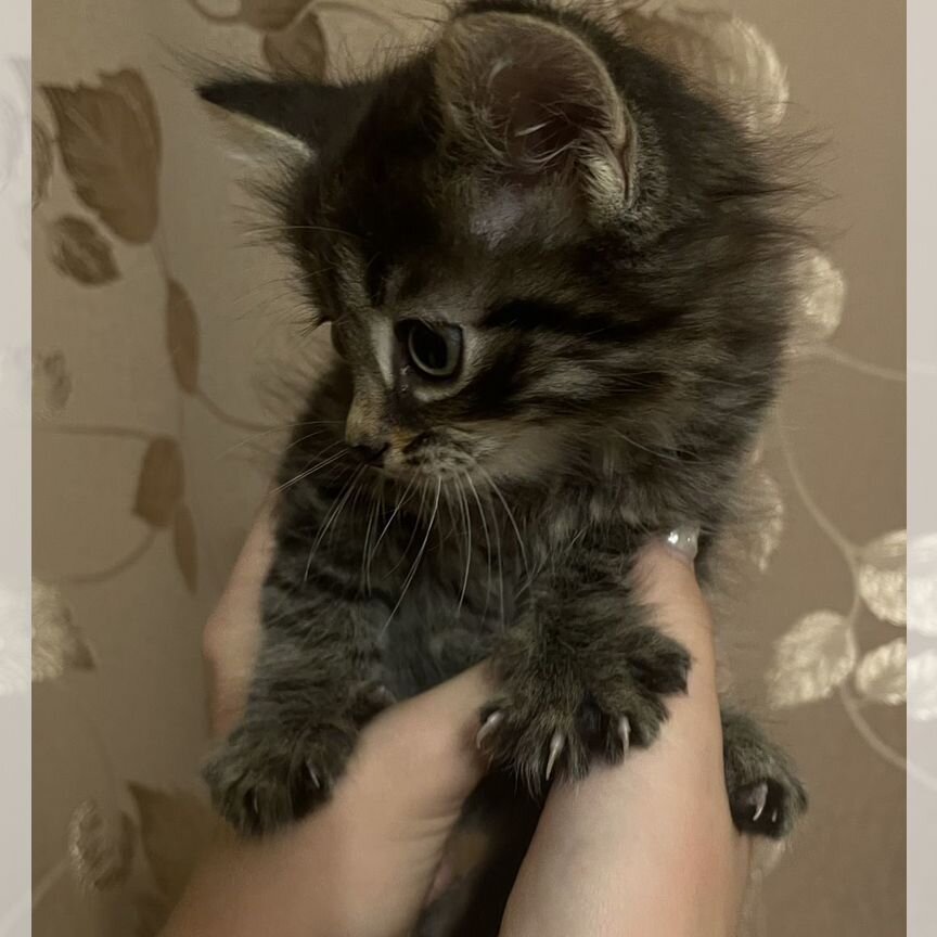 Котята
