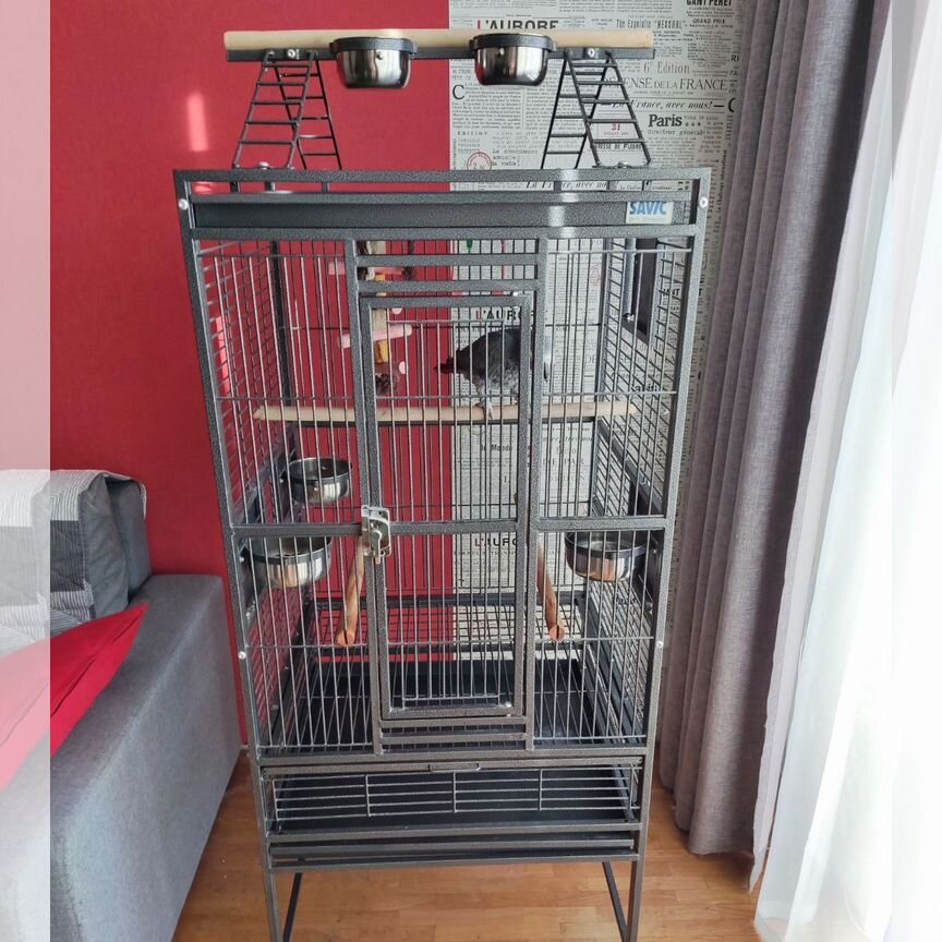 Птица говорун