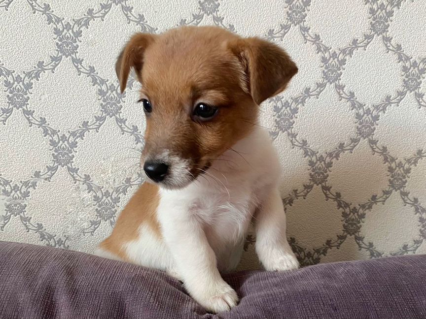 Щенки джек рассел терьер