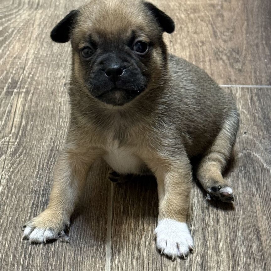 Мопс, щенок