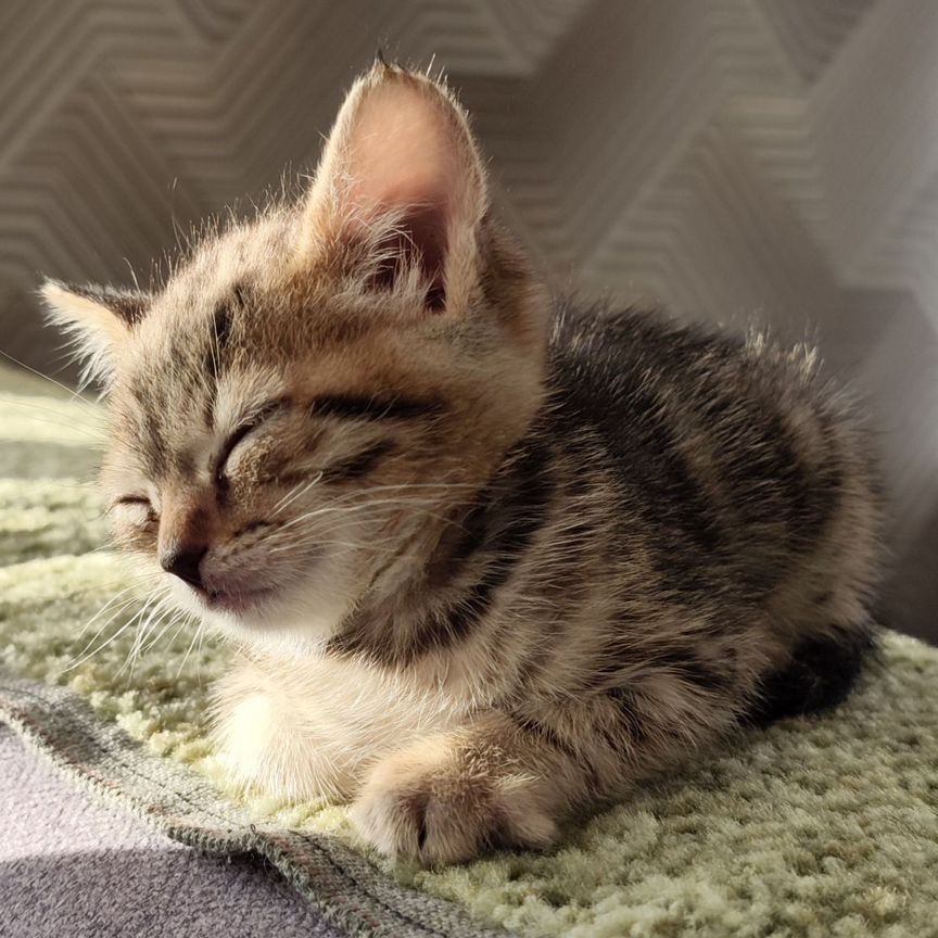 Котёнок в добрые руки