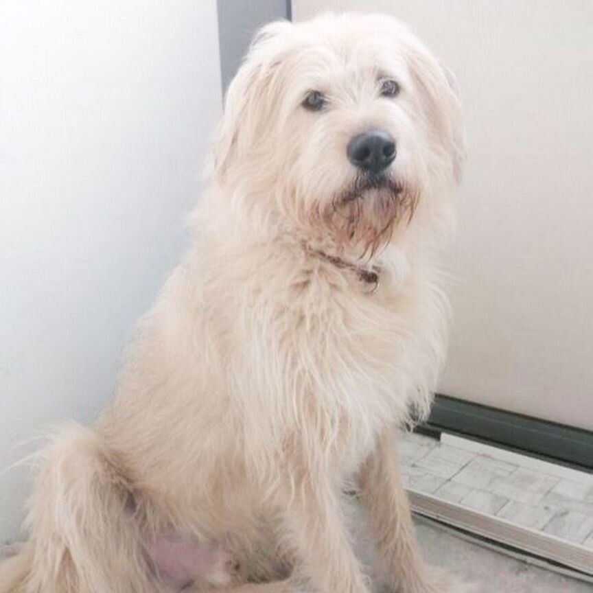 Собака в добрые руки