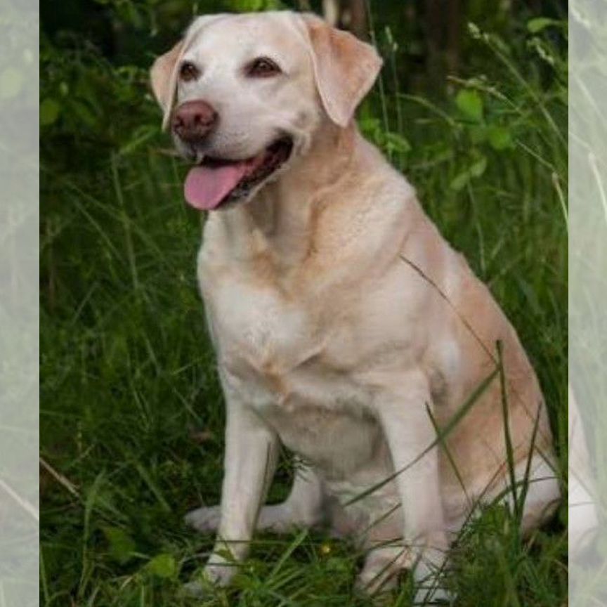 Лабрадор-ретривер, взрослая собака