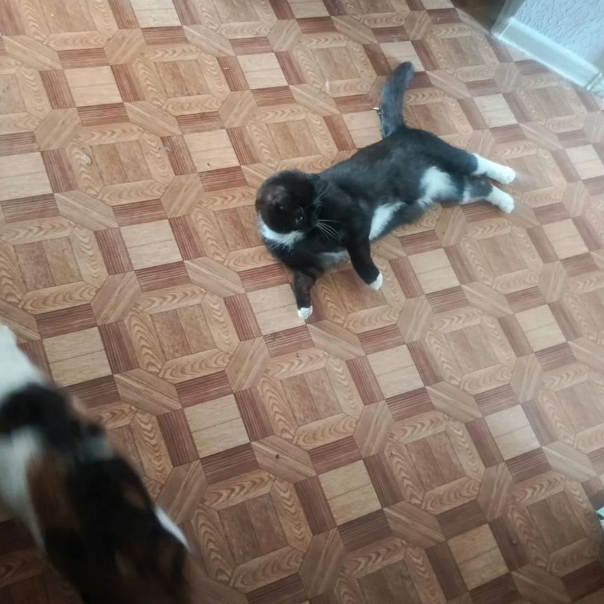 Отдам кота и кошку бесплатно в хорошие руки